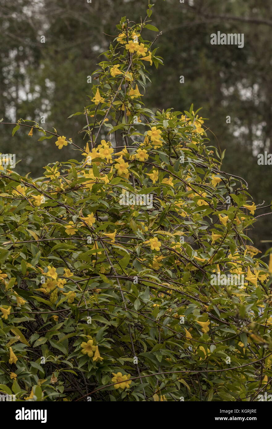 Carolina jasmine hi-res stock photography and images - Alamy