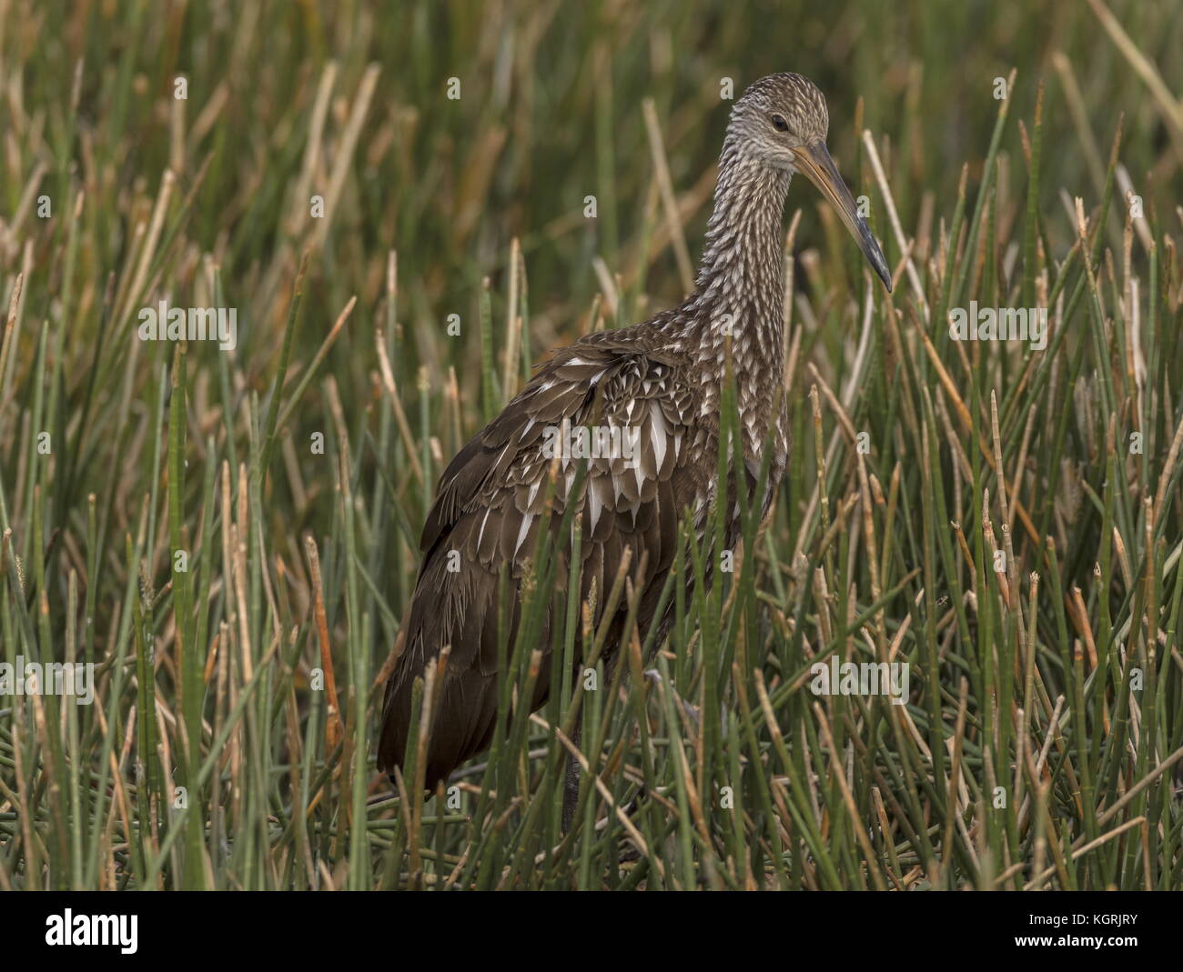 Limpkin, Aramus guarauna, feeding in wetlands, Florida Stock Photo - Alamy
