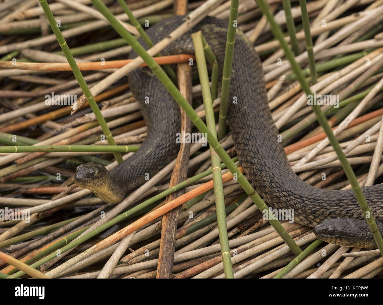 Water snakes hi-res stock photography and images - Alamy