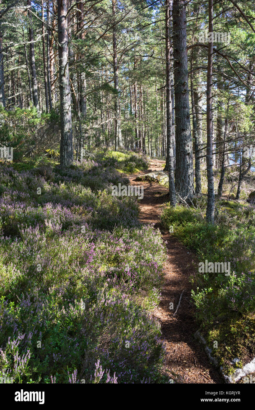 Forest path at Abernethy Forest in the Cairngorms National Park of ...