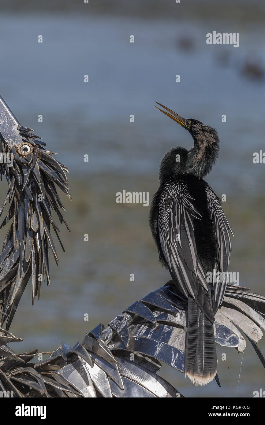 Anhinga, Anhinga anhinga, perched on sculpture of Anhinga, by Paul ...