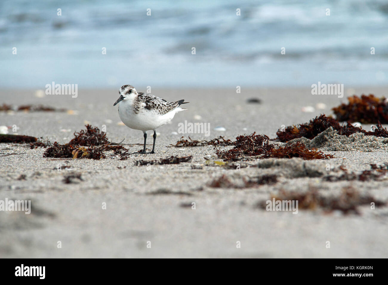 white-rumped sandpiper on Florida beach Stock Photo - Alamy