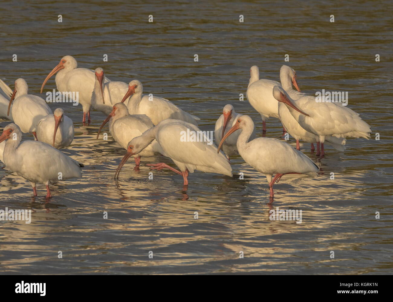 Flock of American white ibis, Eudocimus albus, feeding in wetlands ...