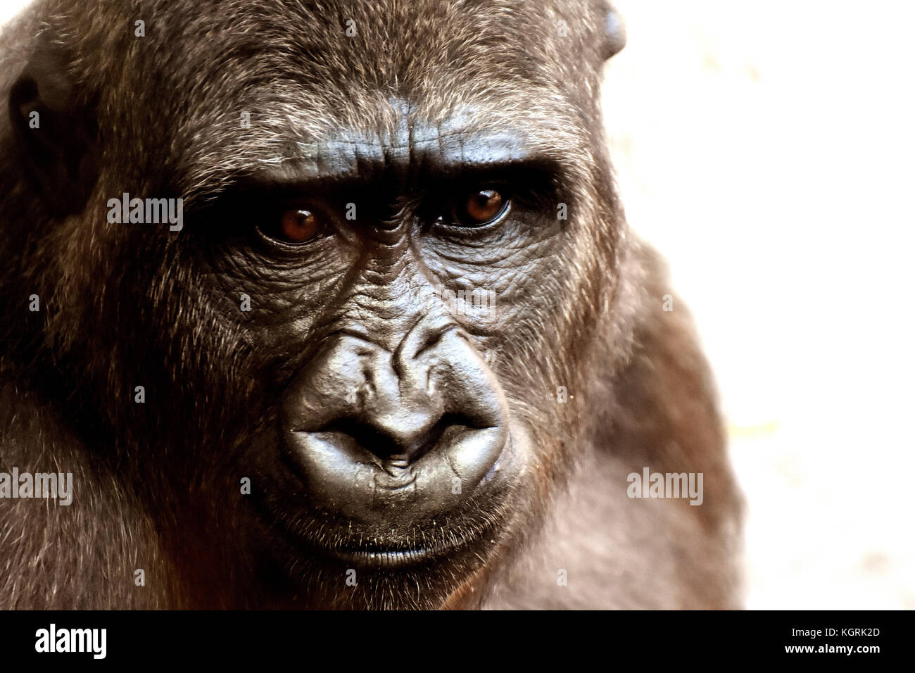 Gorilla face hi-res stock photography and images - Alamy