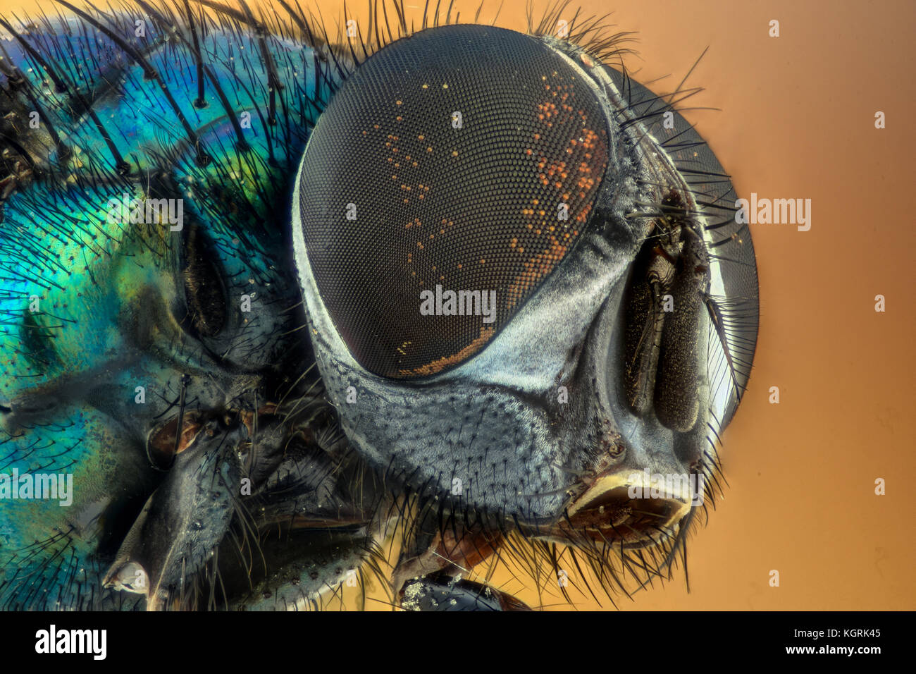 Extreme close up face fly hi-res stock photography and images - Alamy