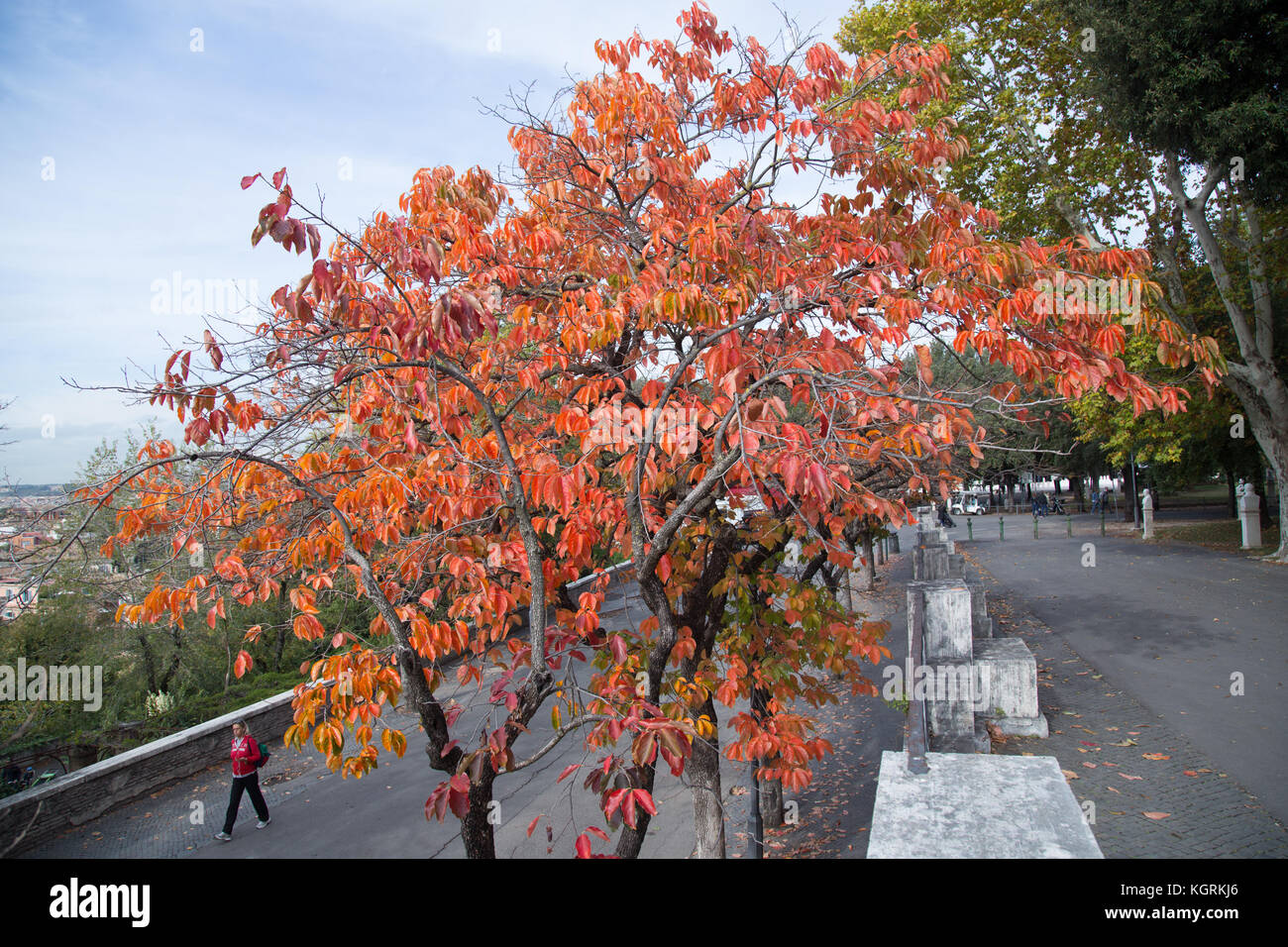 Roma, Italy. 09th Nov, 2017. The pink color of the leaves of some trees ...