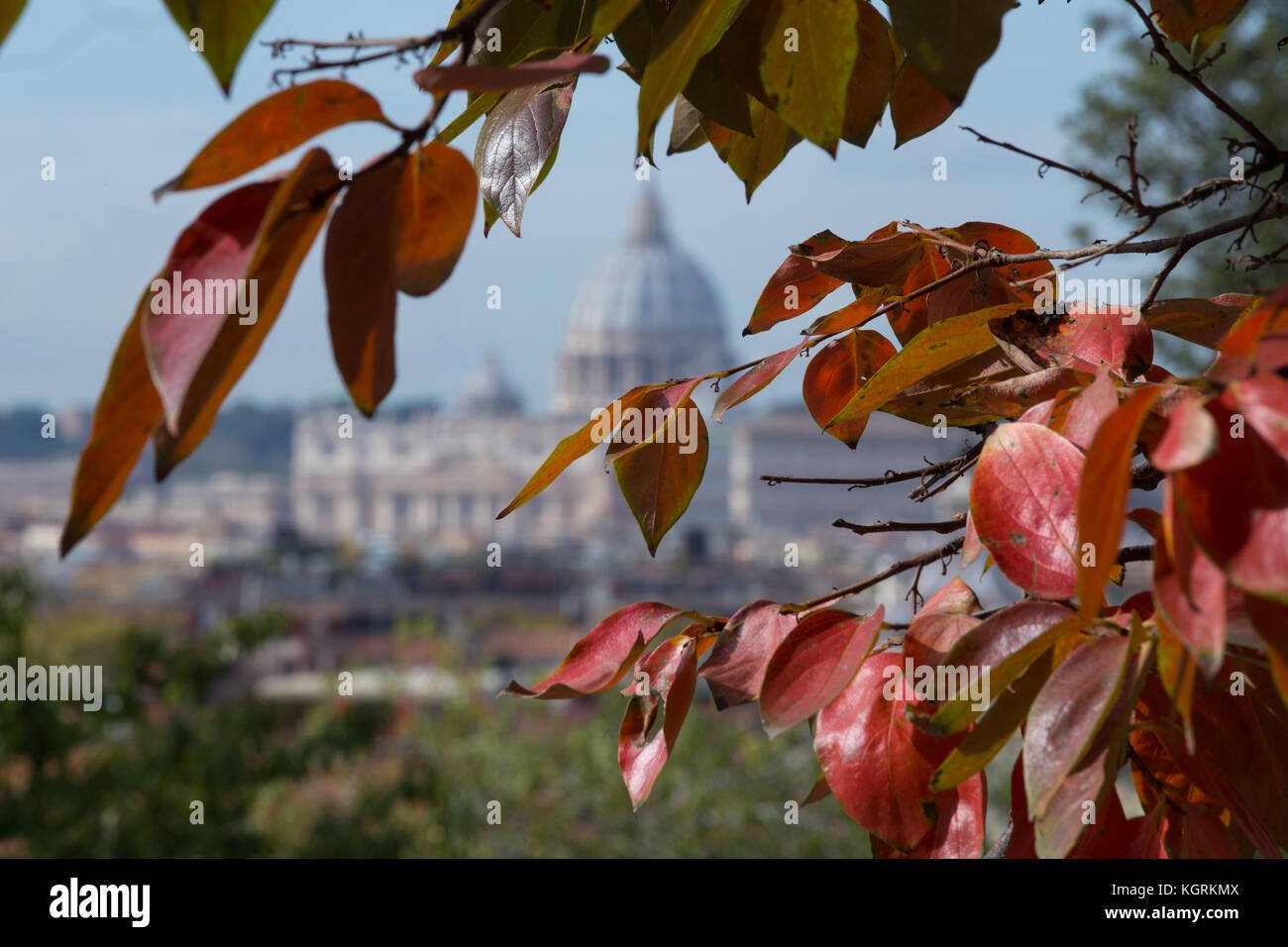 Roma, Italy. 09th Nov, 2017. The pink color of the leaves of some trees ...