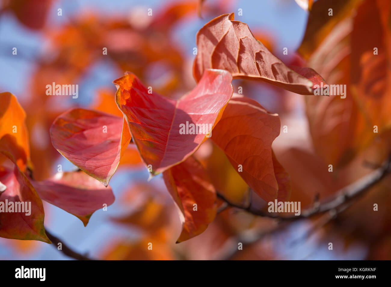 Roma, Italy. 09th Nov, 2017. The pink color of the leaves of some trees ...
