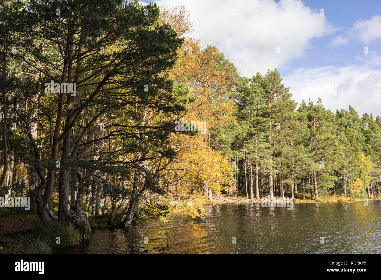 Loch Garten in the Cairngorms National Park of Scotland Stock Photo - Alamy