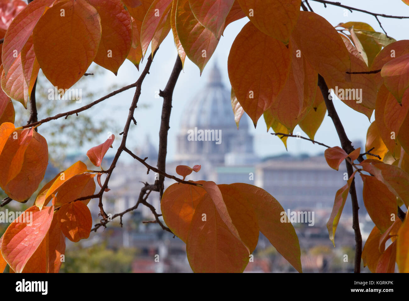 Roma, Italy. 09th Nov, 2017. The pink color of the leaves of some trees ...