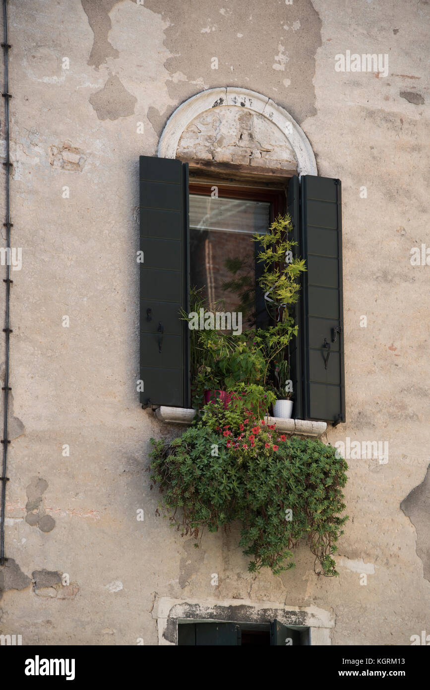 Window with plants and open shutters, Venice Stock Photo - Alamy