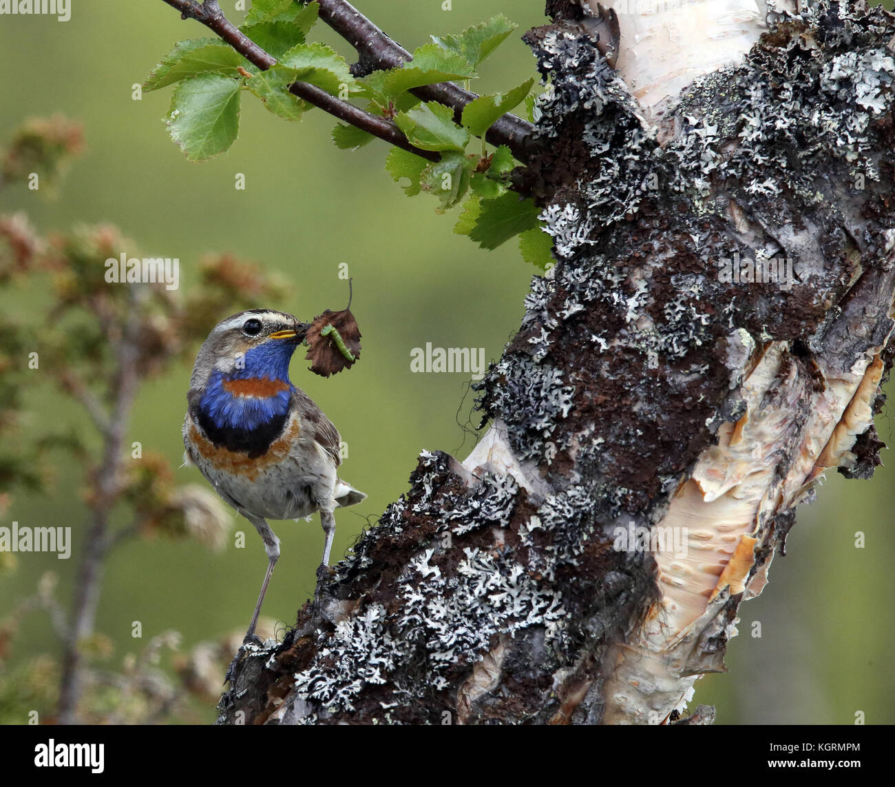 Bluethroat, Luscinia svecica sitting on Birch tree with catched insects ...