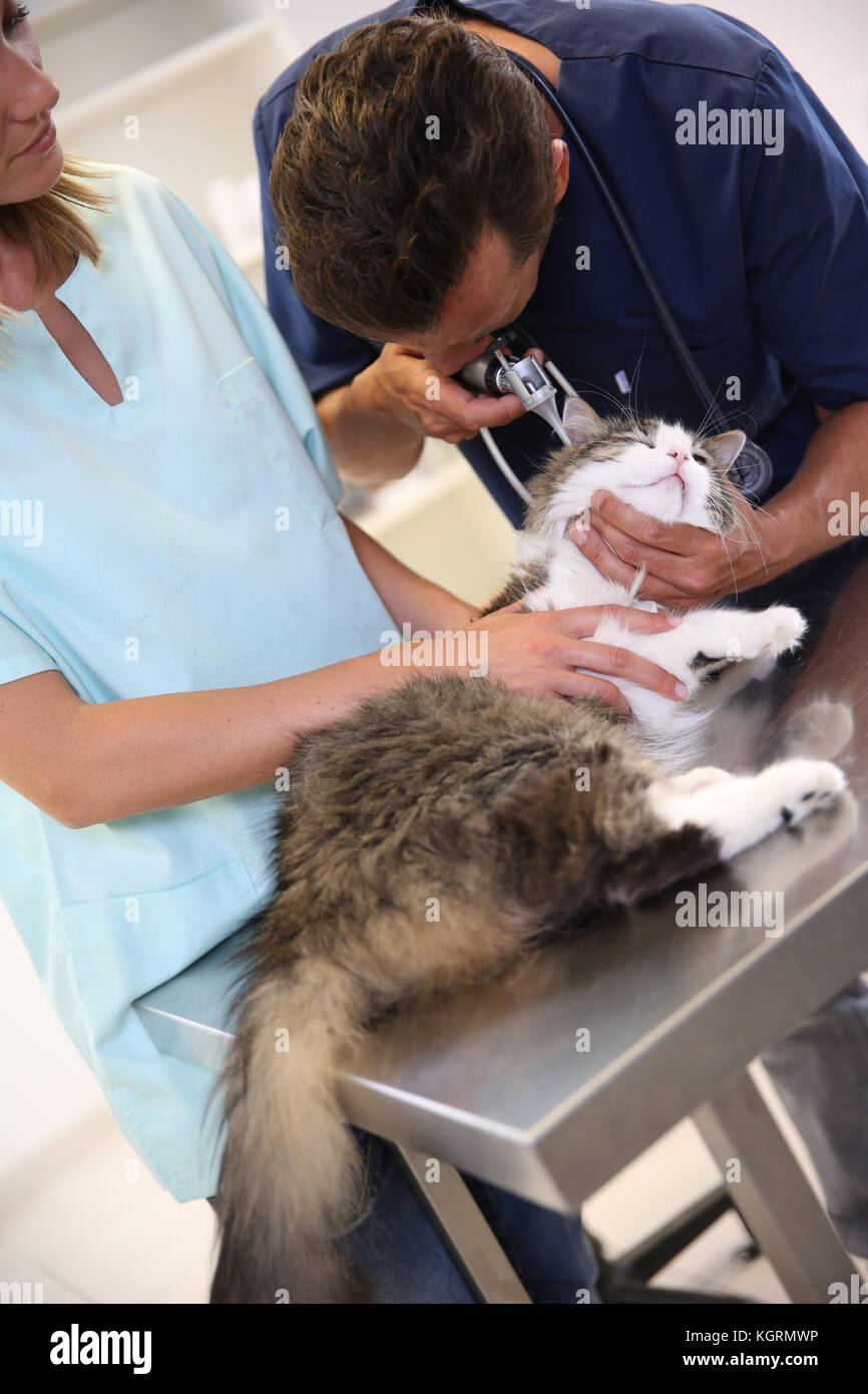 Veterinarian in clinic checking hi-res stock photography and images - Alamy