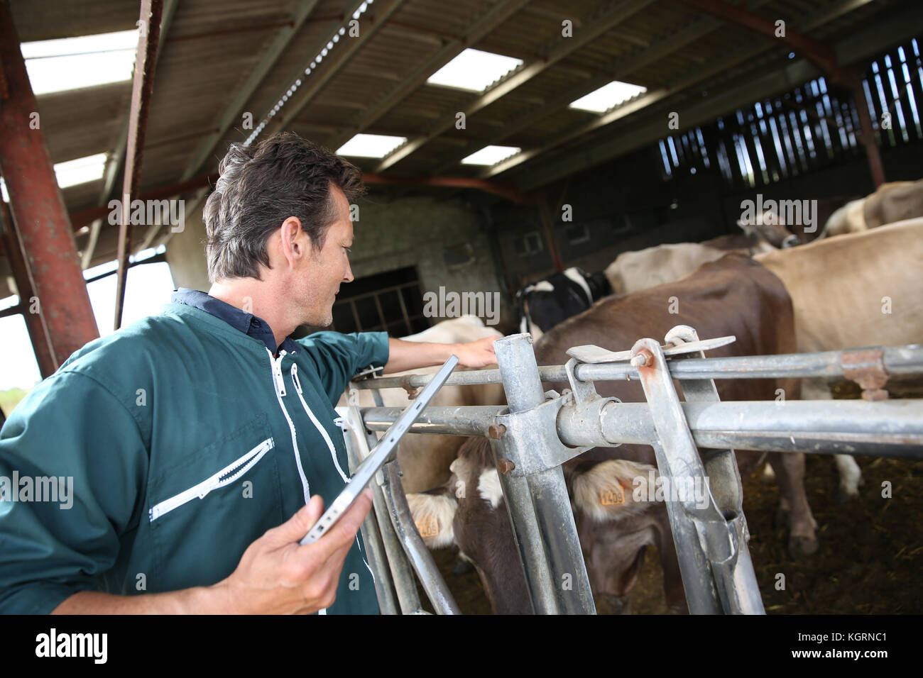 Farmer using tablet cow hi-res stock photography and images - Alamy