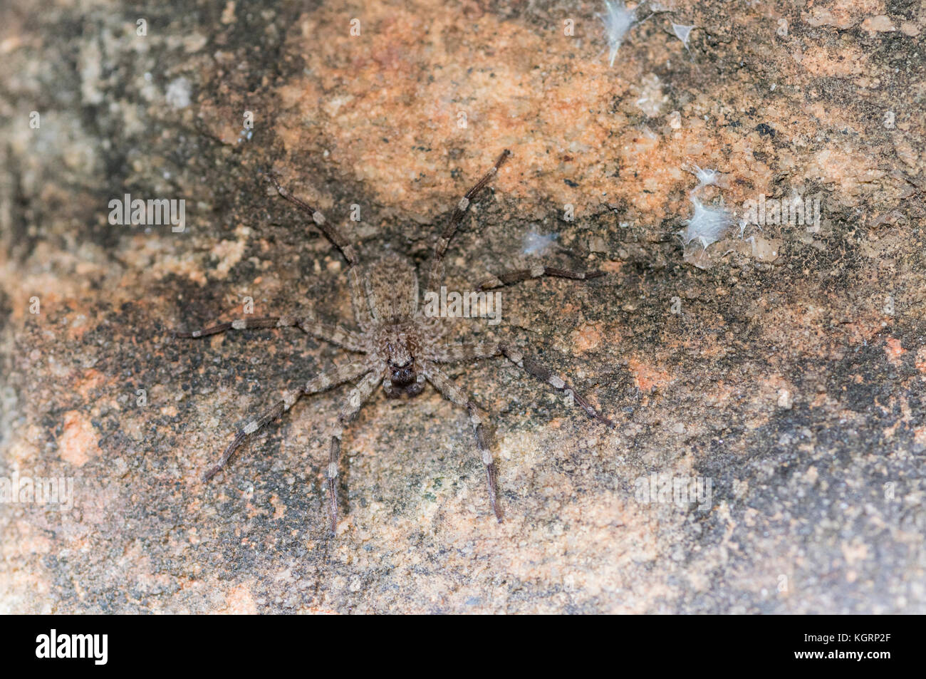 A Kenyan spider Stock Photo - Alamy