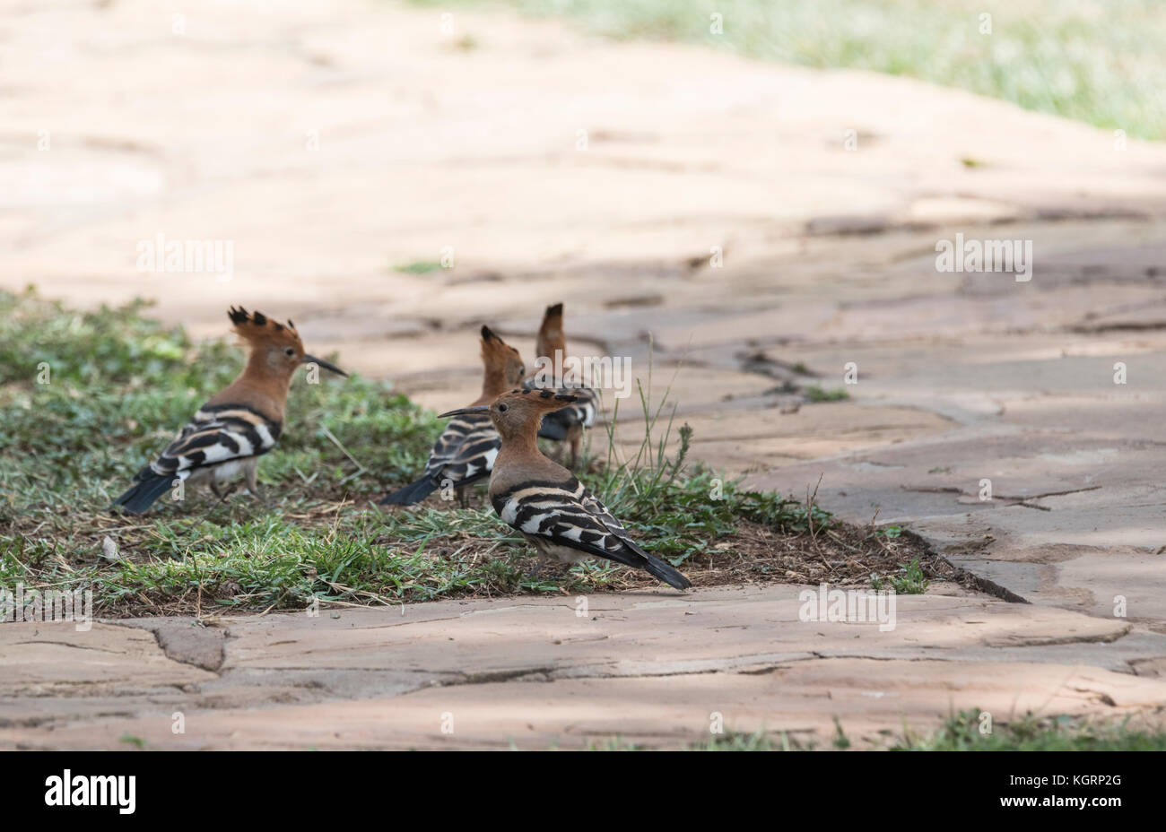 African Hoopoes (Upupa africana) standing around Stock Photo - Alamy