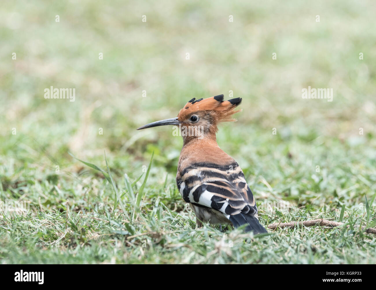 Upupa Africana High Resolution Stock Photography and Images - Alamy