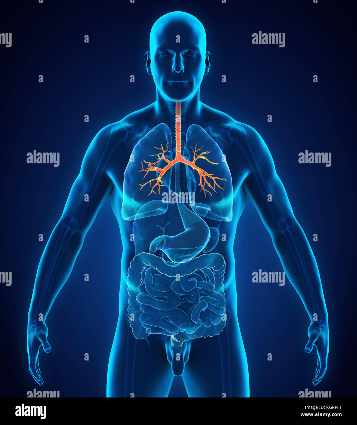 Human Bronchus Anatomy Stock Photo - Alamy