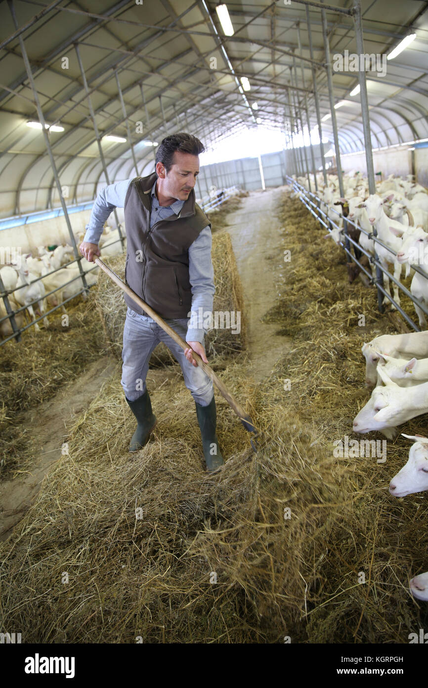 Breeder in barn gathering hay for animals Stock Photo - Alamy