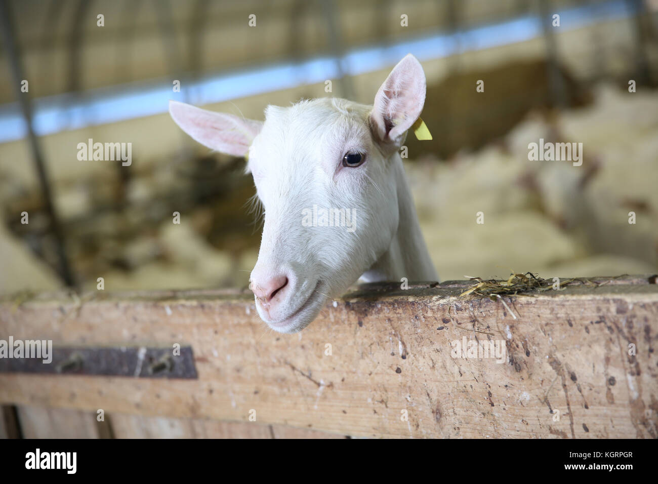 Closeup of goat inside barn Stock Photo - Alamy