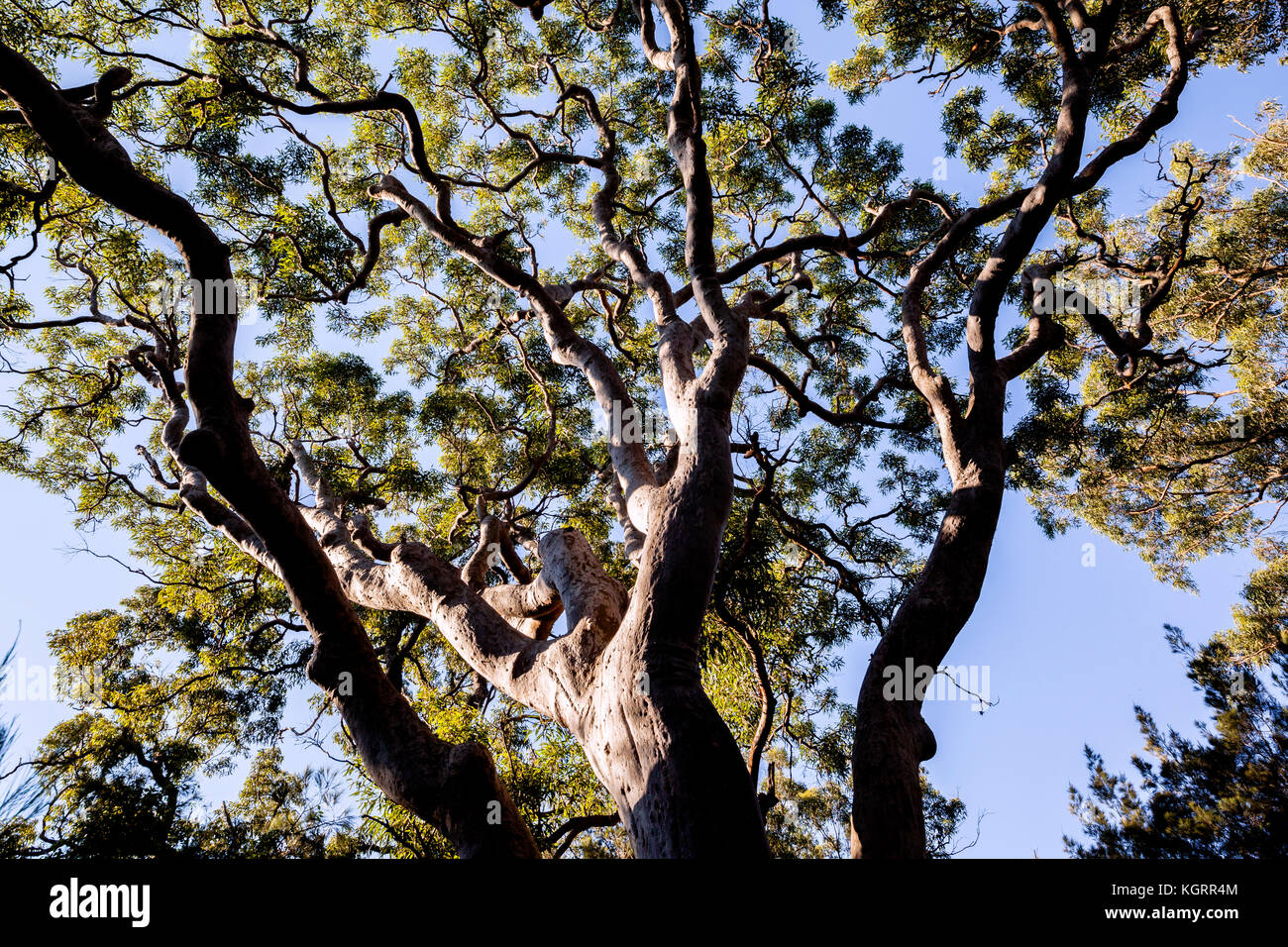 Australia, New South Wales, Central Coast, Angophora costata, Sydney ...