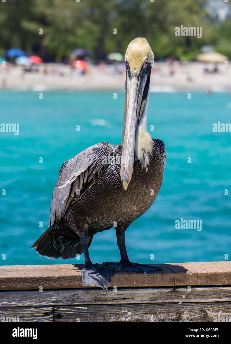 American pelican hi-res stock photography and images - Alamy