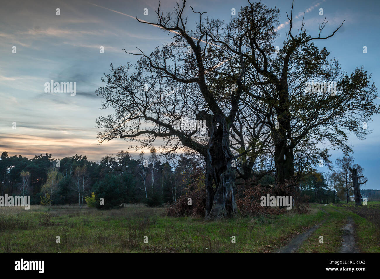 Lonely oak in the setting sun Stock Photo - Alamy