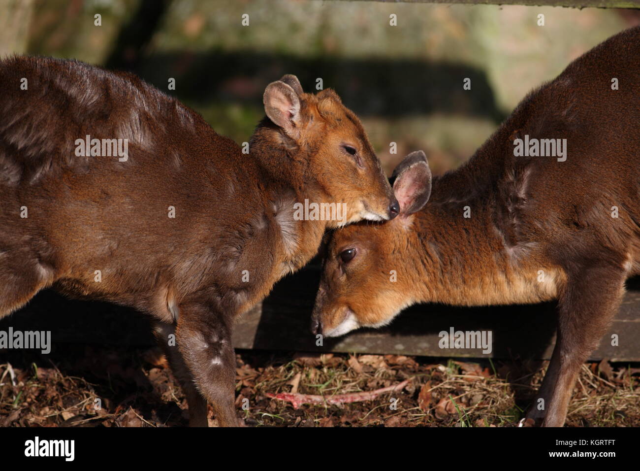 Muntjac High Resolution Stock Photography and Images - Alamy