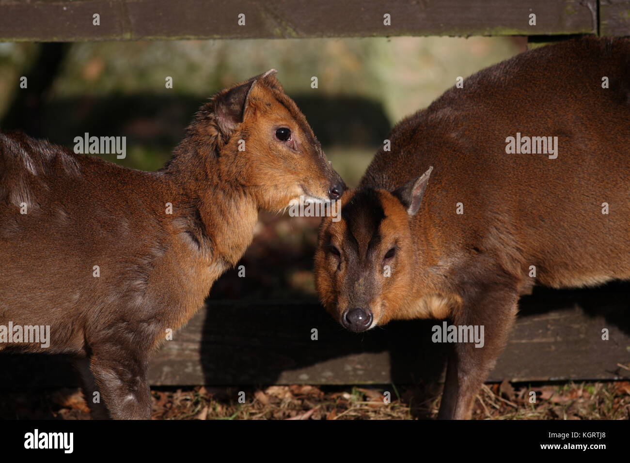 Muntjac deer mammals hi-res stock photography and images - Alamy