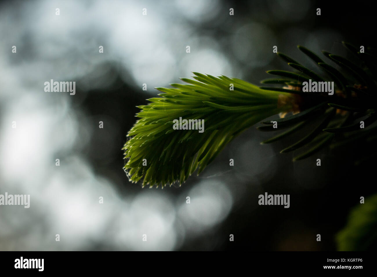 Forrst in Upper austria Stock Photo - Alamy