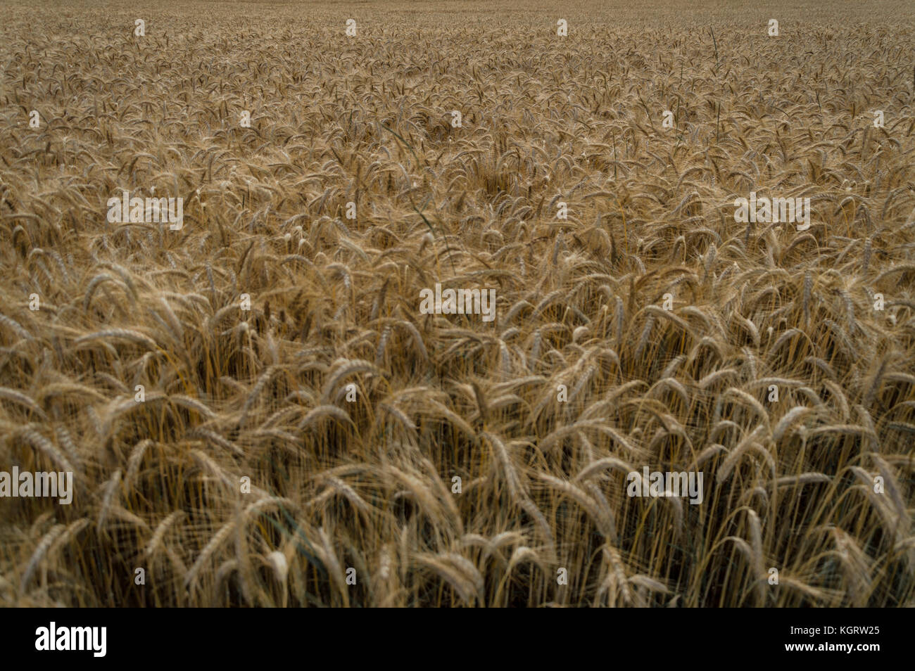 Endless golden cornfield in autumn Stock Photo - Alamy