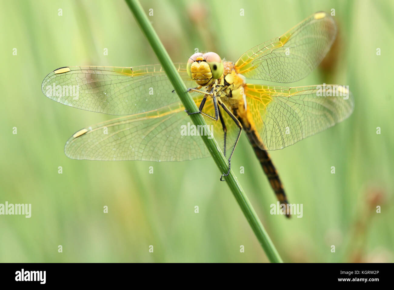 Yellow-winged darter (Sympetrum flaveolum Stock Photo - Alamy
