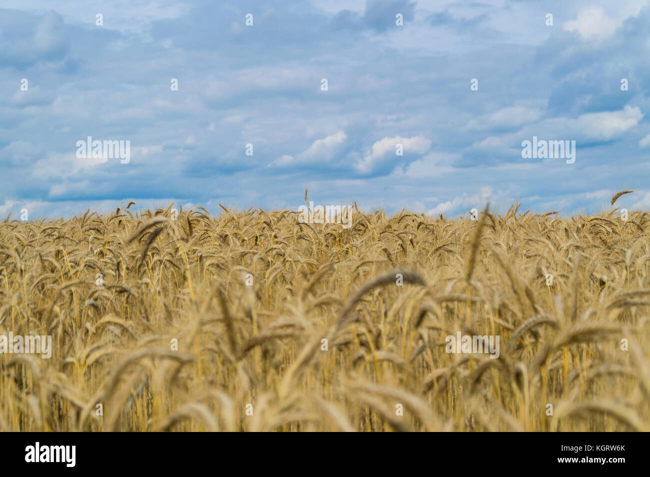 Endless golden cornfield in autumn blue cloudy sky Stock Photo - Alamy