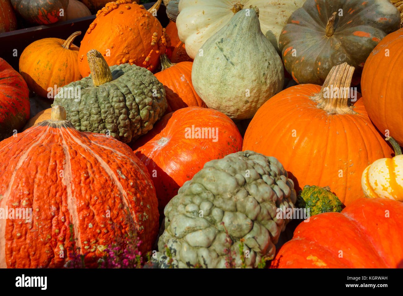 Pumpkins For Sale In Market Stock Photo - Alamy