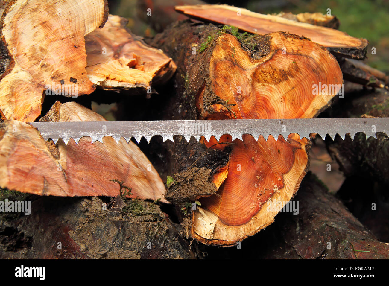 Golden yew hi-res stock photography and images - Alamy