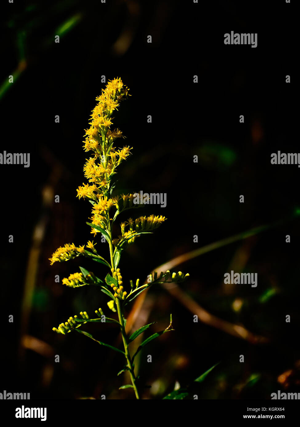 Weed weeds texas usa hi-res stock photography and images - Alamy
