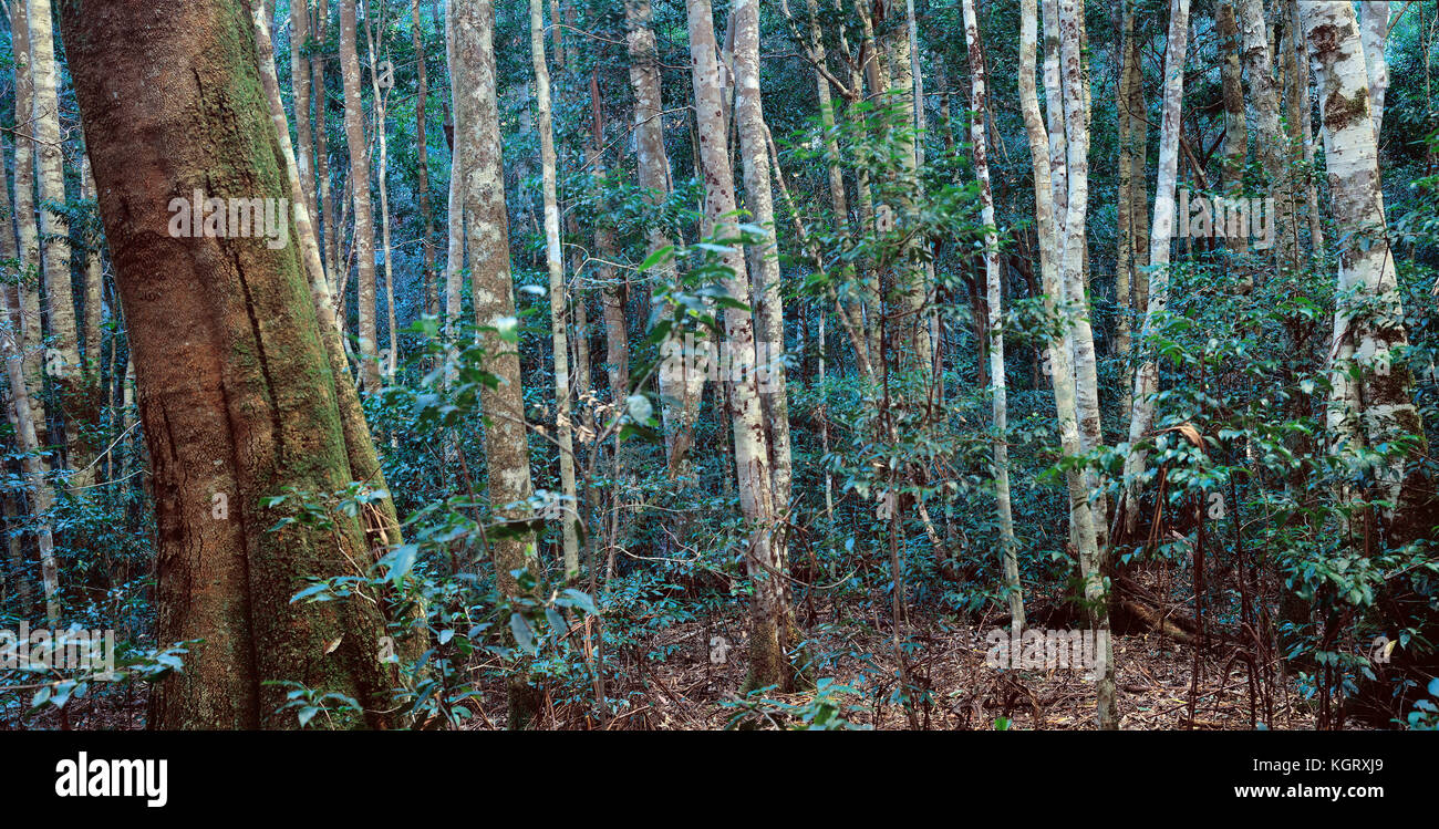 Coachwood tree hi-res stock photography and images - Alamy