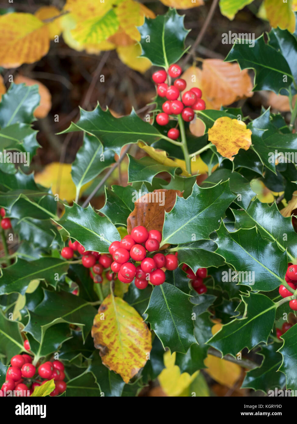 Mature holly tree hi-res stock photography and images - Alamy