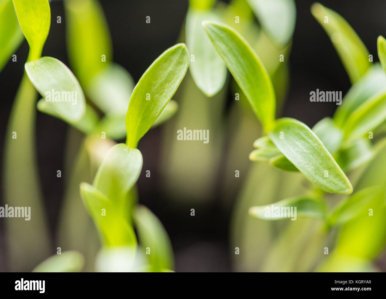 Coriander seedlings hi-res stock photography and images - Alamy
