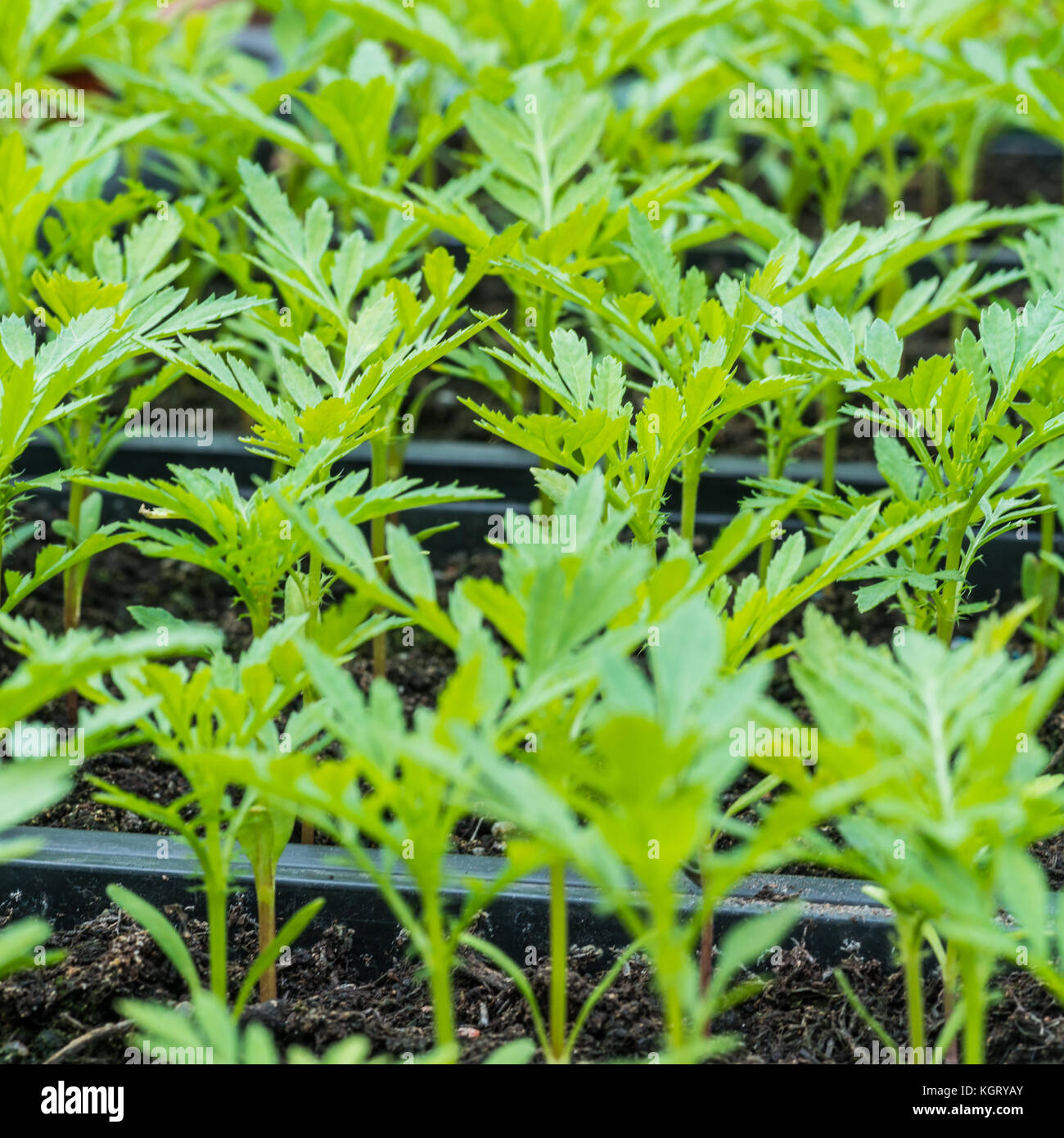 Marigold seedlings hi-res stock photography and images - Alamy