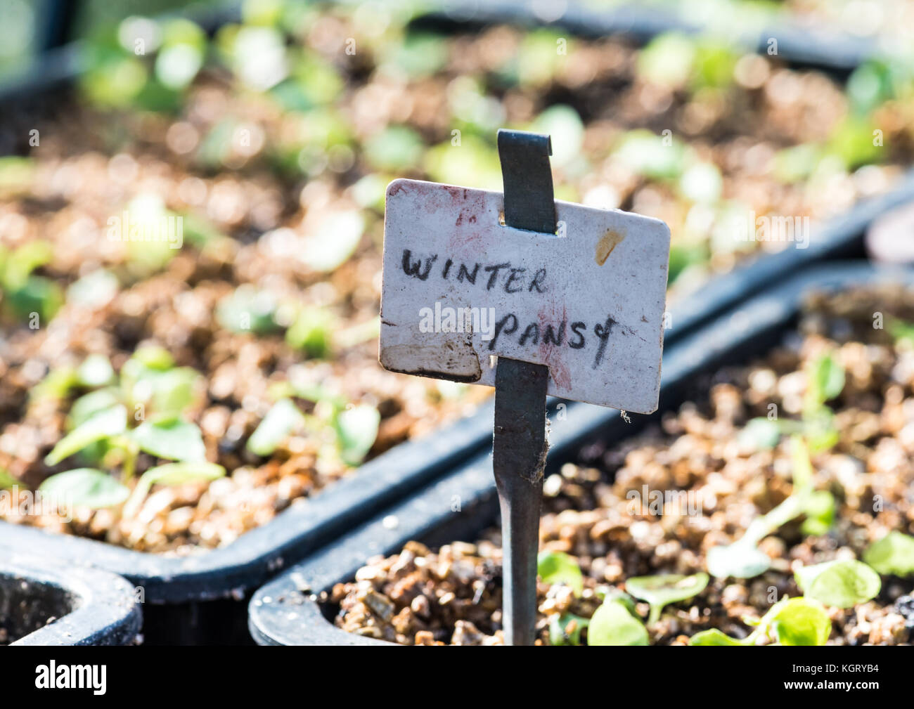 A macro shot of a label documenting the contents of a seed tray Stock ...