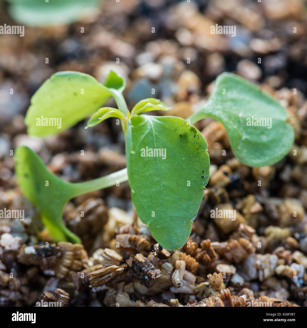Busy lizzie plants hi-res stock photography and images - Alamy