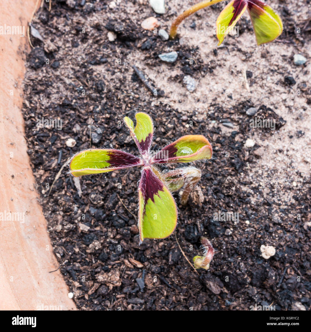 A close-up shot of an oxalis seedling Stock Photo - Alamy