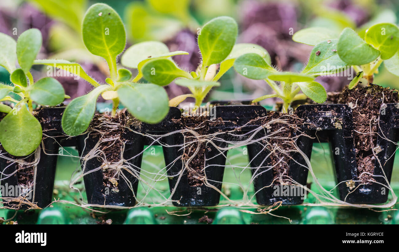 Plug plants hi-res stock photography and images - Alamy