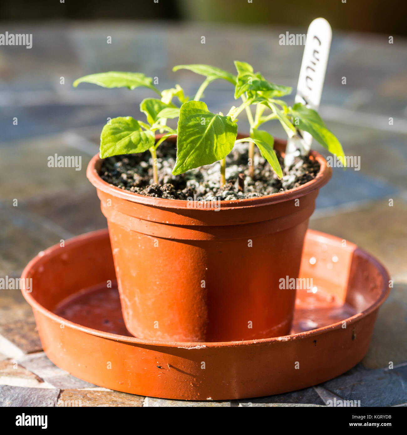 Chilli pepper container pot garden hi-res stock photography and images ...