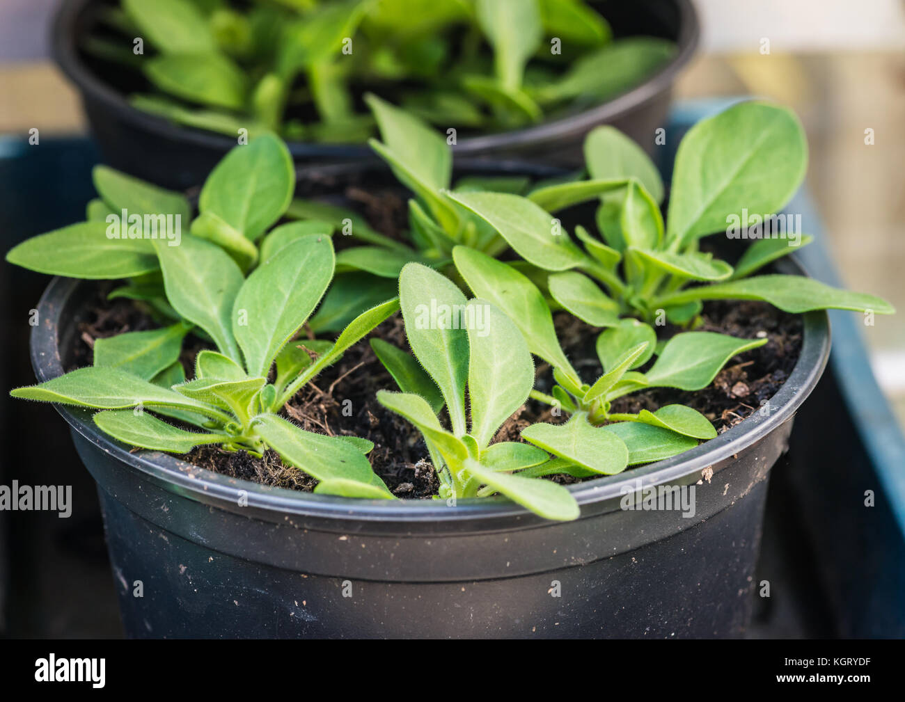 Petunia Seedlings High Resolution Stock Photography and Images - Alamy