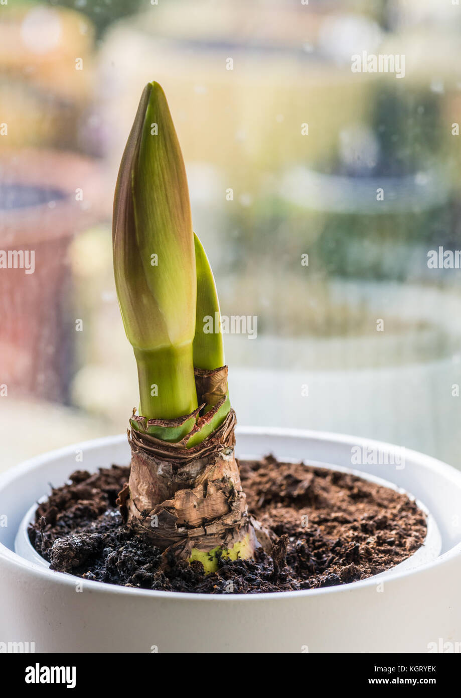 Amaryllis Pot High Resolution Stock Photography and Images - Alamy
