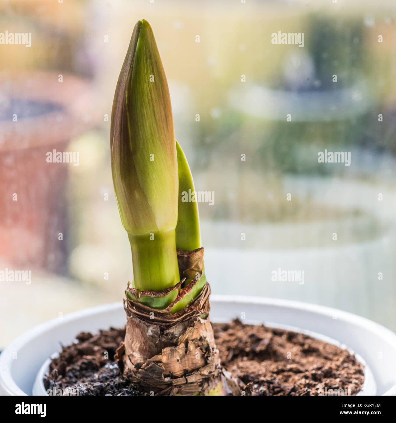 A macro shot of an emerging amaryllis minerva plant Stock Photo - Alamy