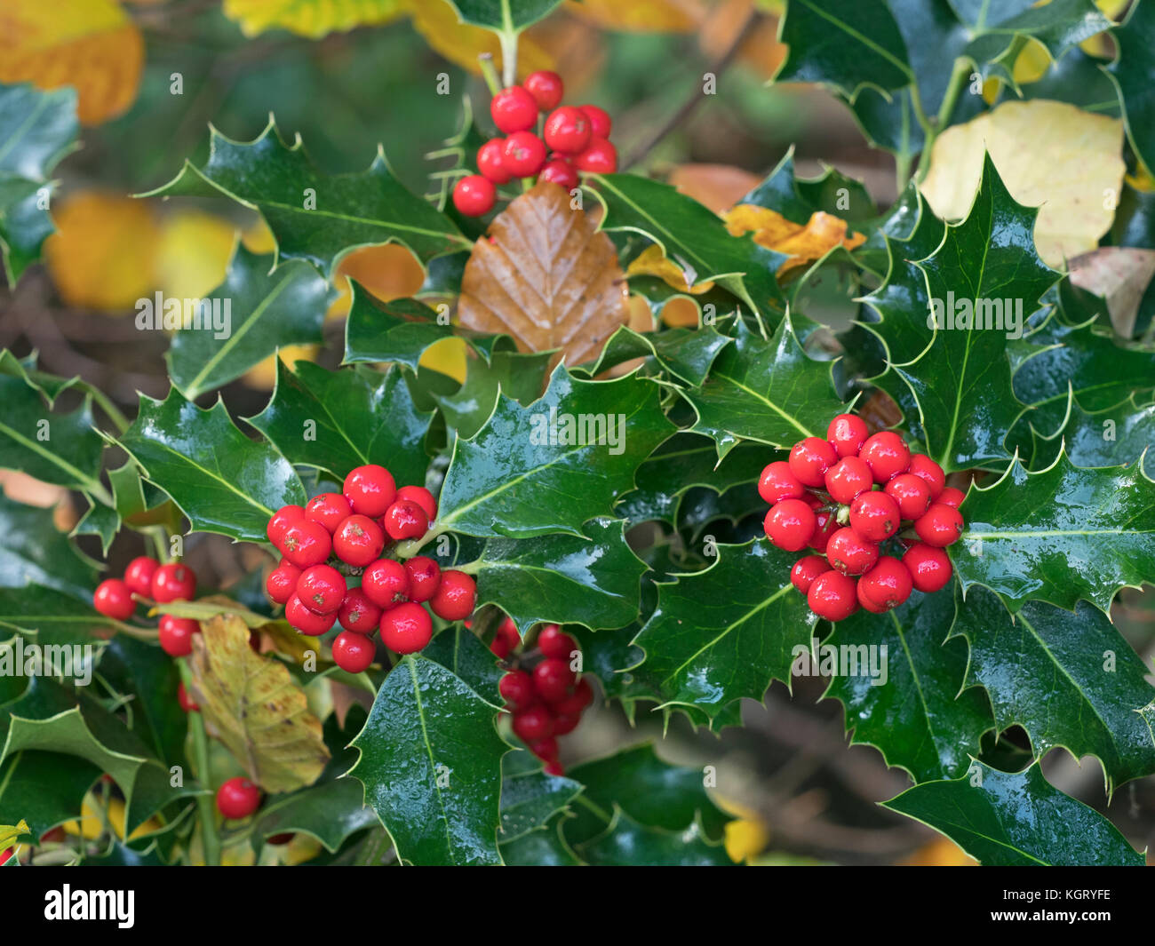 Holly Berries With Autumn Colour High Resolution Stock Photography and ...