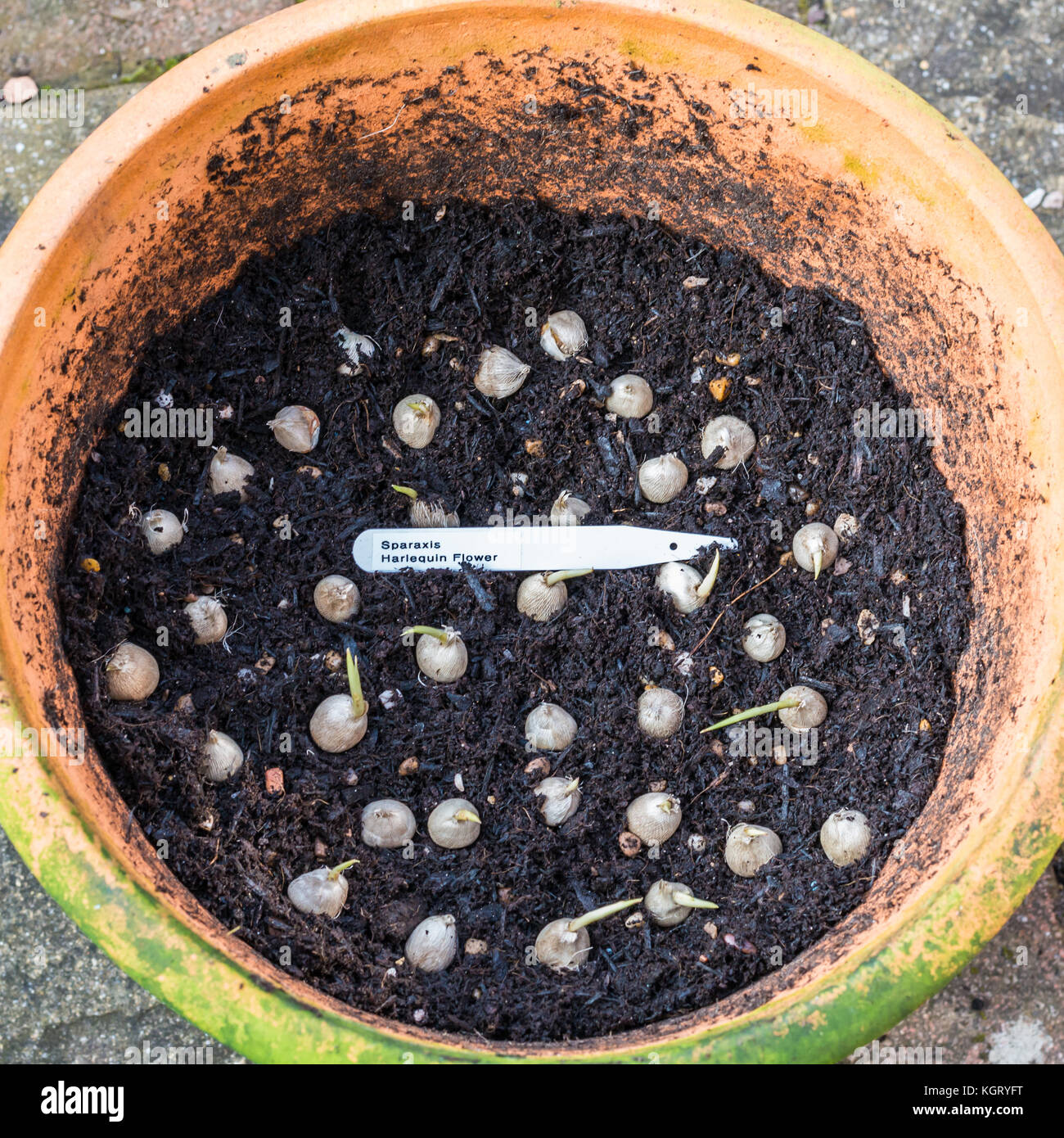 A shot of some sparaxis bulbs in a plant pot Stock Photo - Alamy
